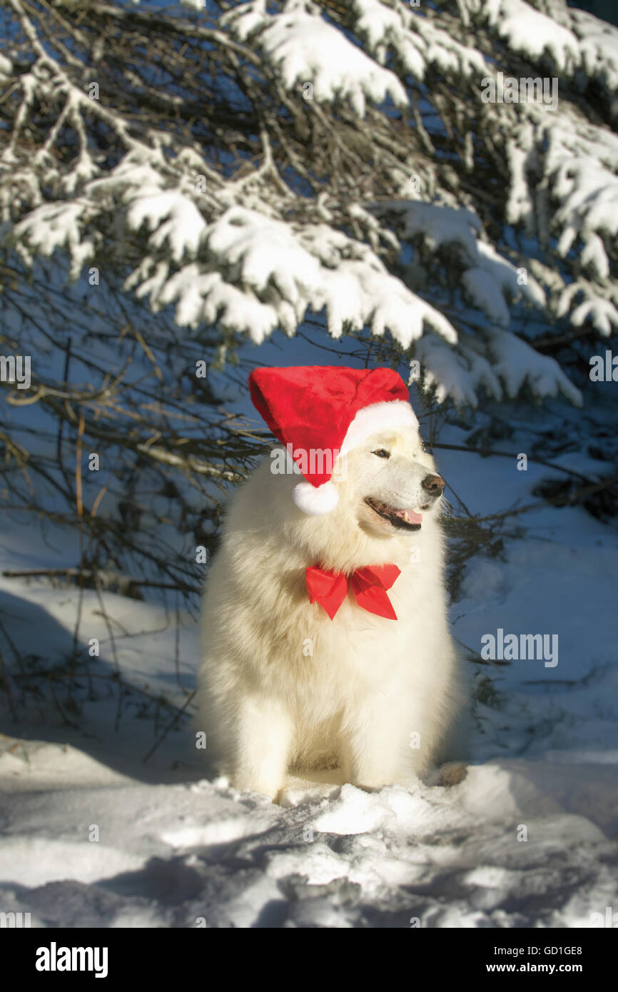 Samoyed dressed hi-res stock photography and images - Alamy