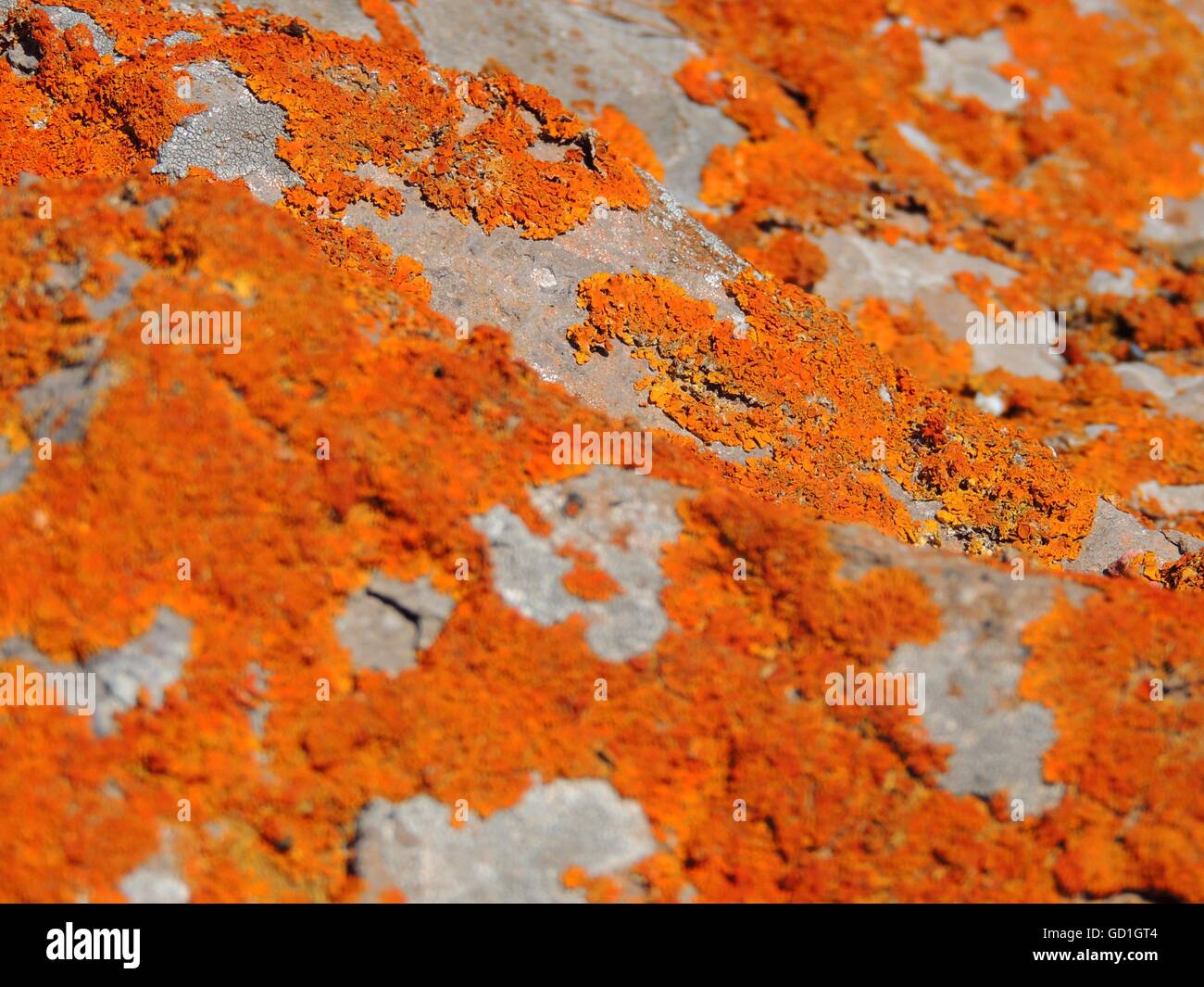 Close up lichen hi-res stock photography and images - Alamy