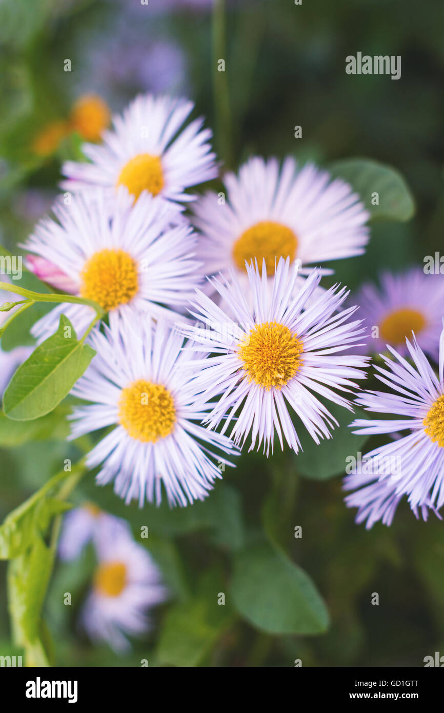 Winter asters hi-res stock photography and images - Alamy