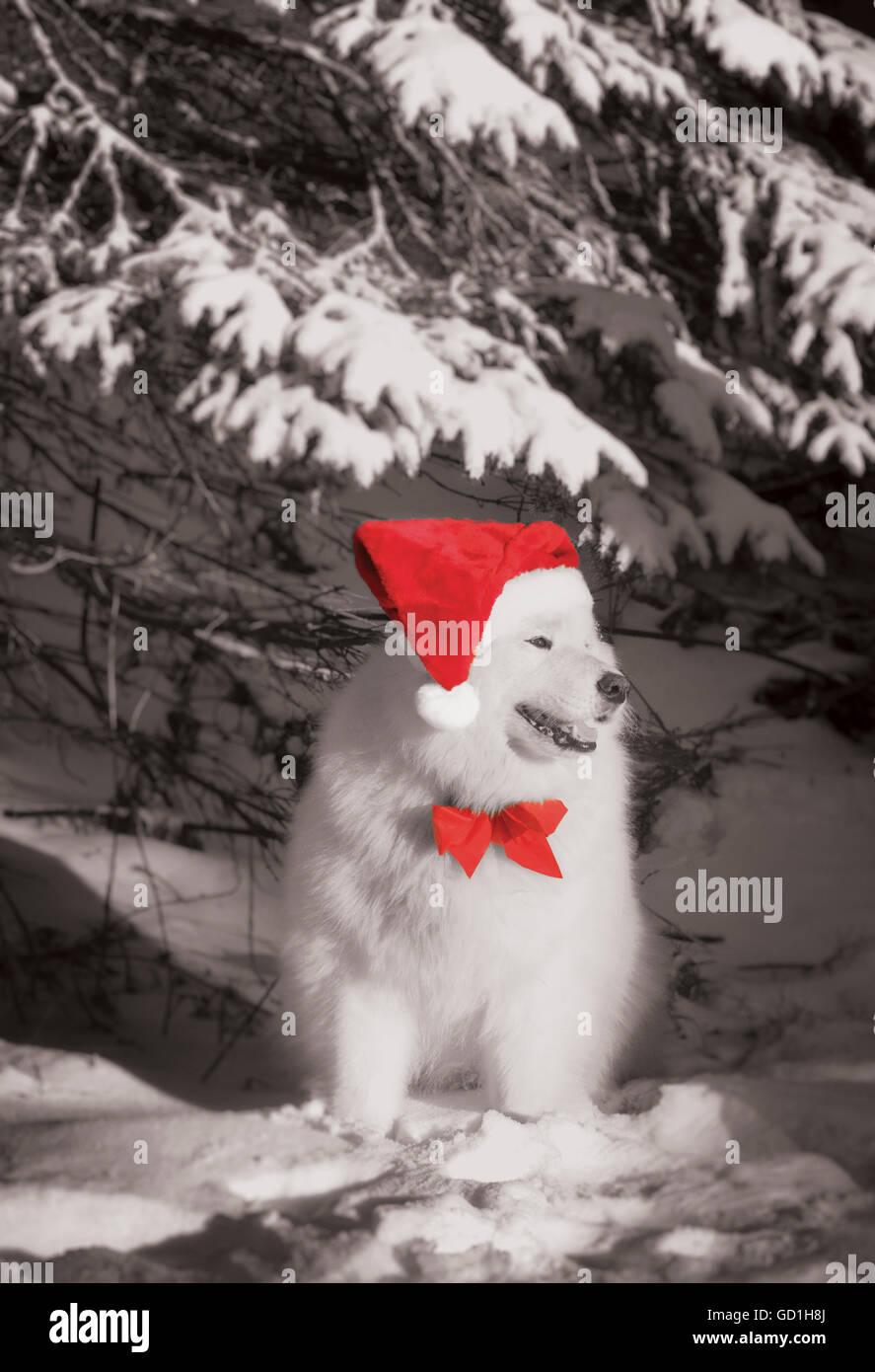 Samoyed hat hi-res stock photography and images - Alamy