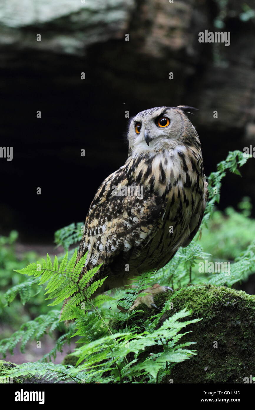 Genus eagle hi-res stock photography and images - Alamy