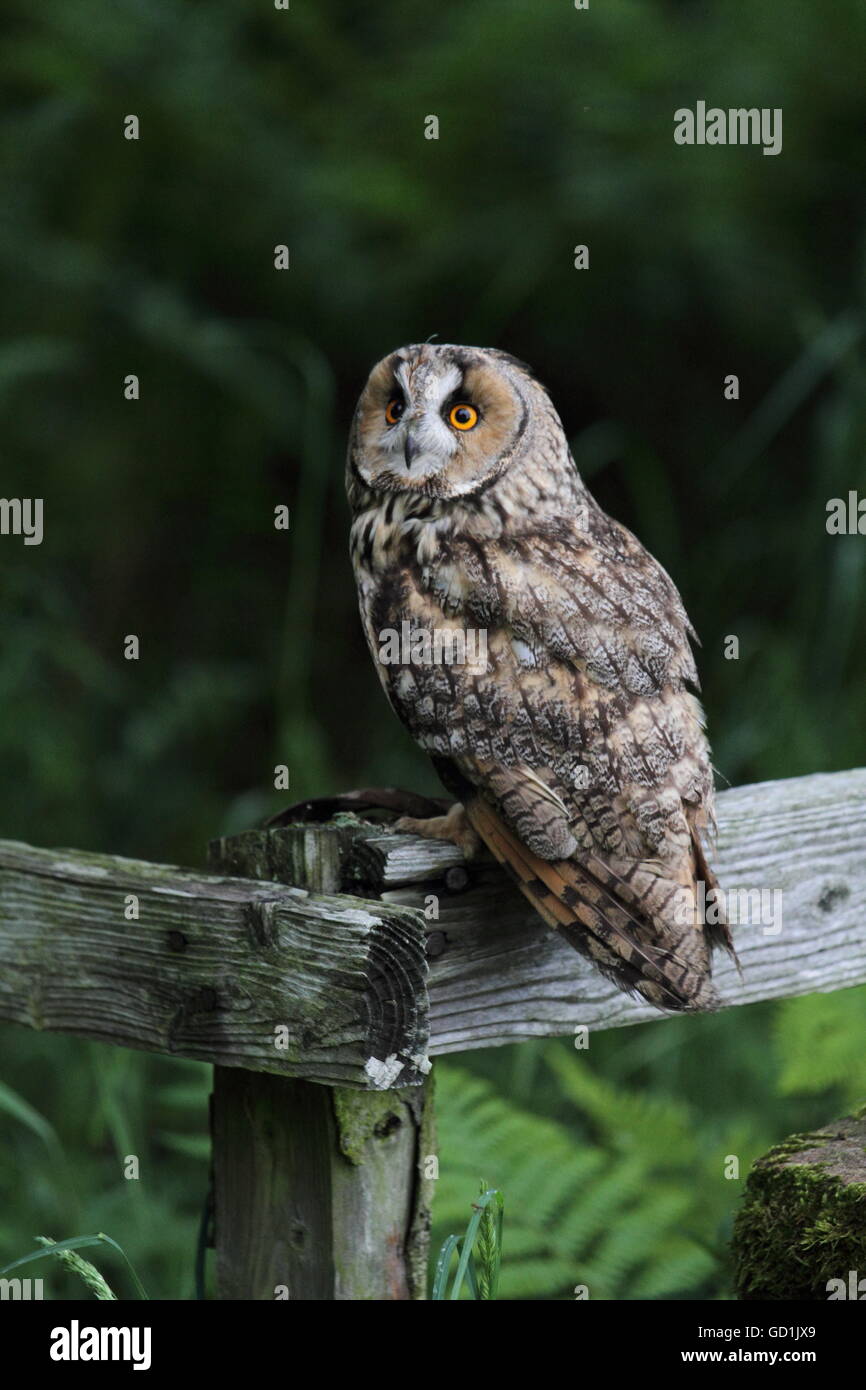 Big eared owl hi-res stock photography and images - Alamy