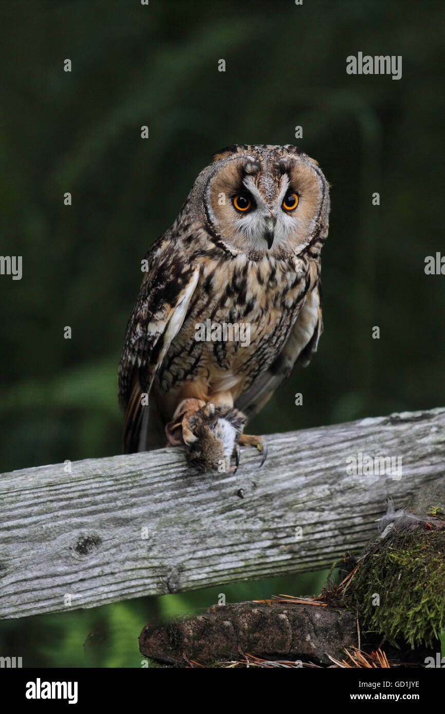 Big eared owl hi-res stock photography and images - Alamy
