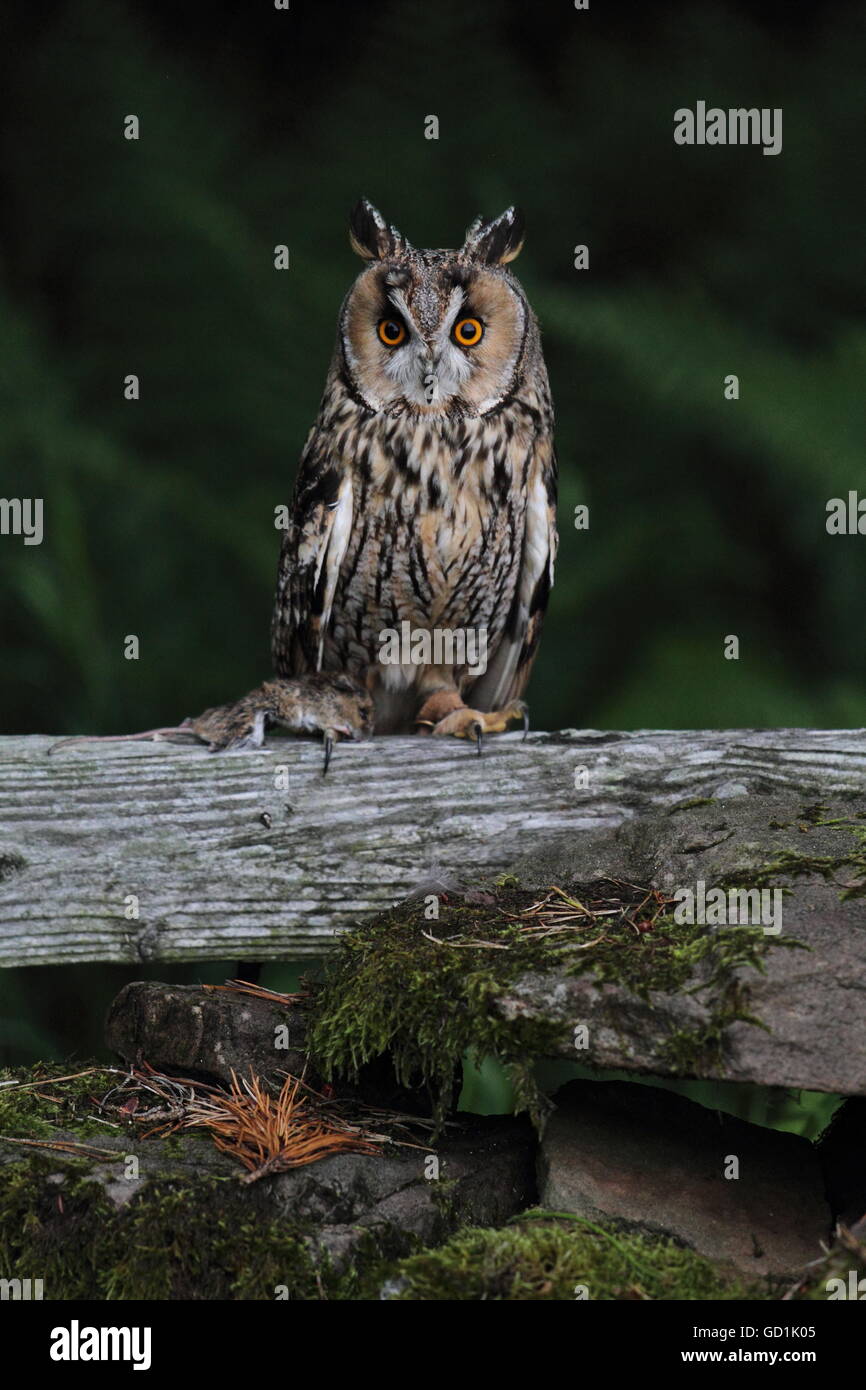 Long Eared Owl Stock Photo - Alamy