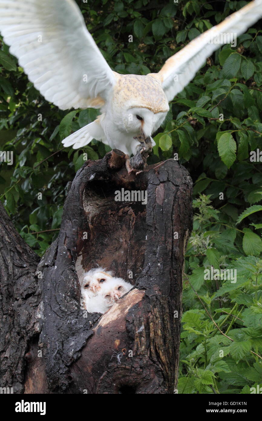 Owl bird face shape hi-res stock photography and images - Alamy