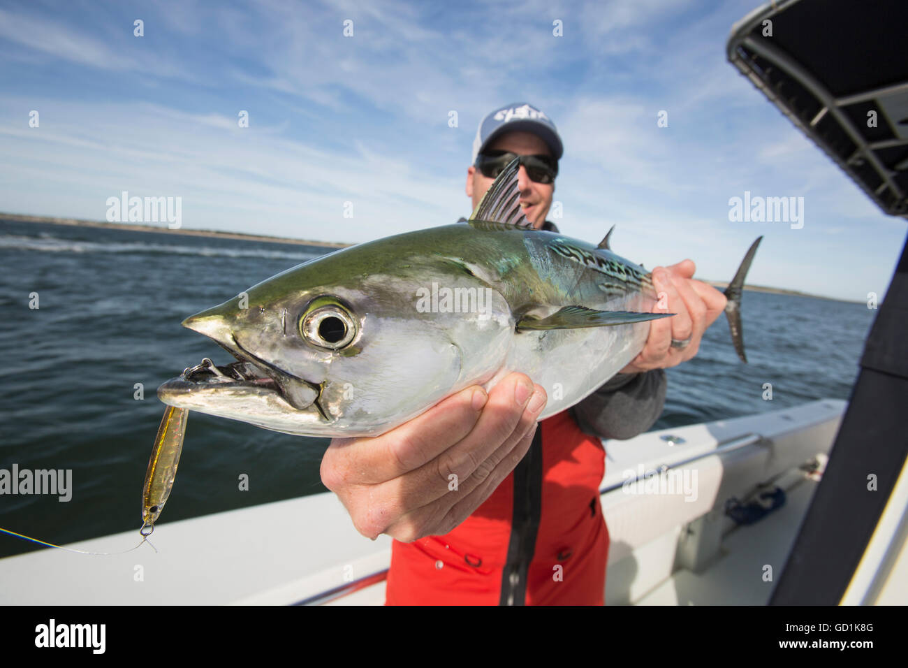 Fishing for false albacore tuna off the coast of Cape Cod ...