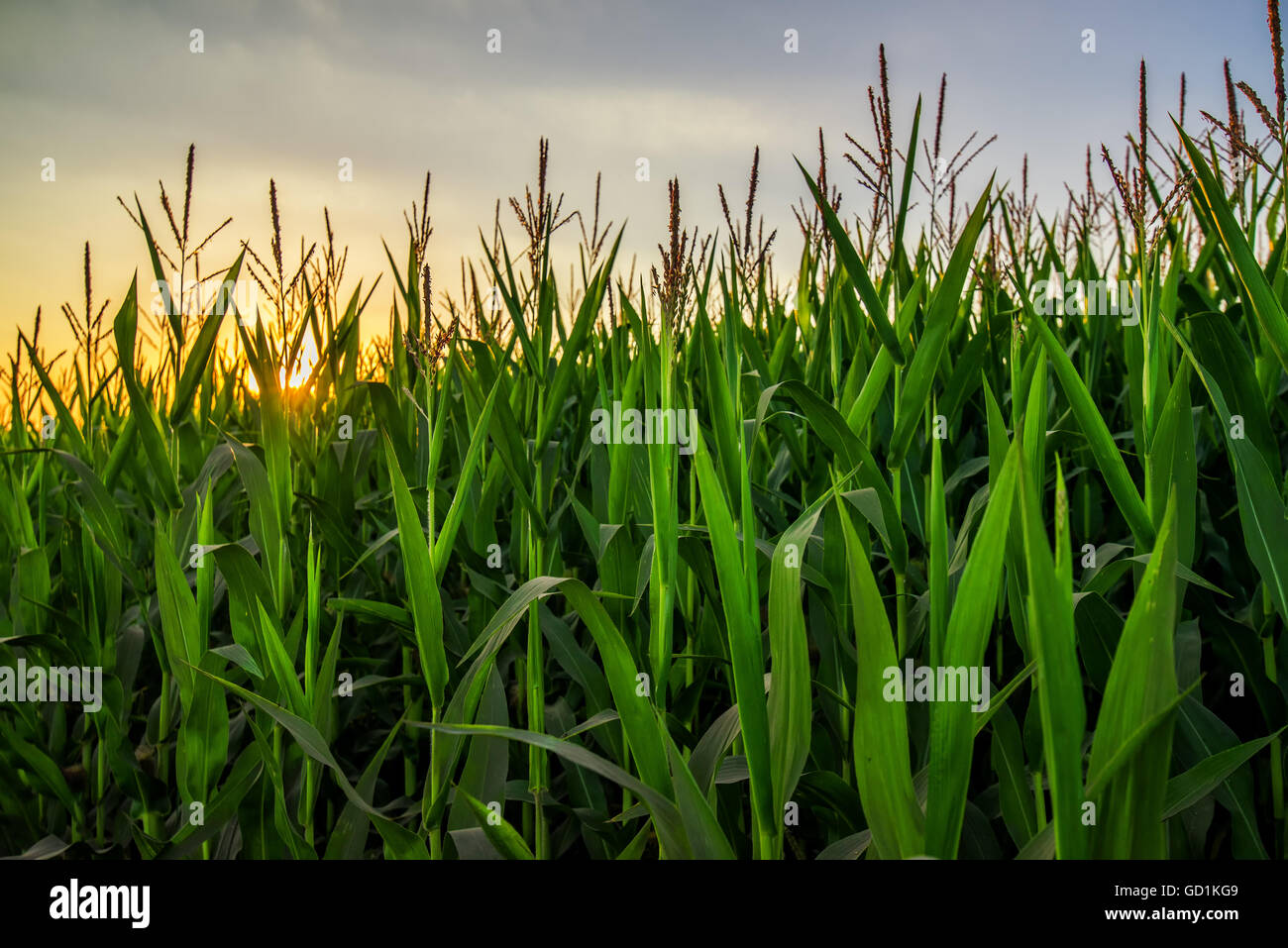 Tall corn crop plants in sunset, green maize plantation growing high ...