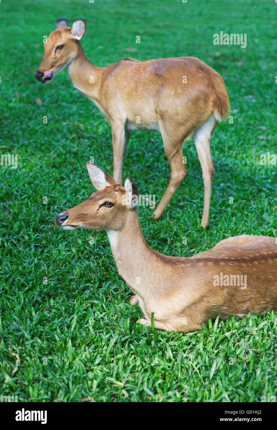 Two curious roe deer on the green grass. Close up Stock Photo - Alamy