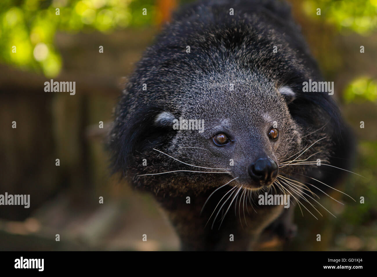 Binturong or bearcat (Arctictis binturong). The binturong is widespread ...