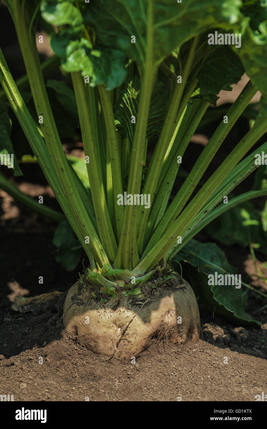 Sugar beet root in cultivated crop field, selective focus Stock Photo ...