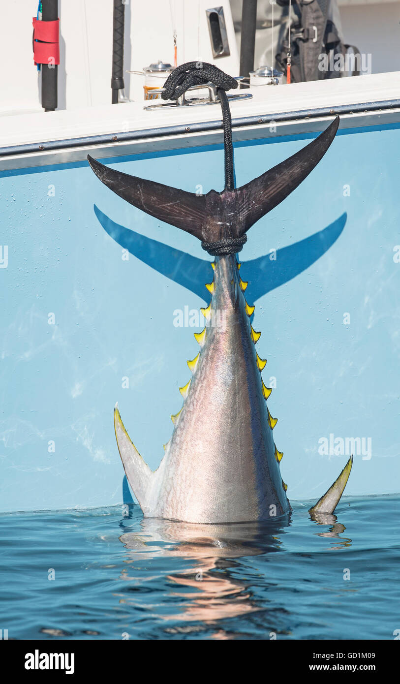 Blue fin tuna hanging from the boat off the coast of Cape Cod ...