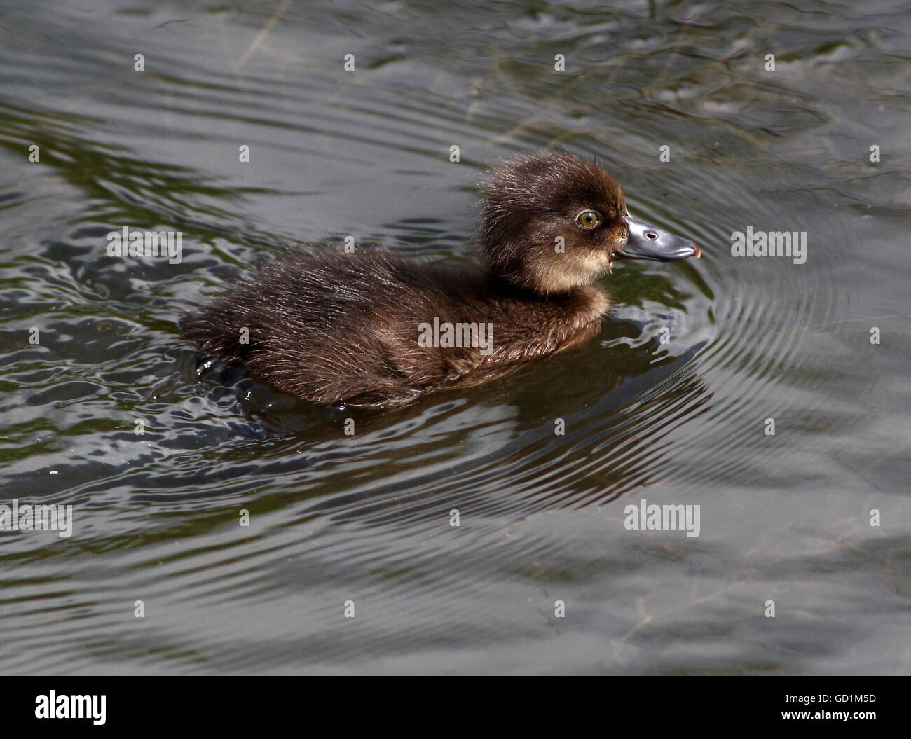 Juvenile tufted duck hi-res stock photography and images - Alamy