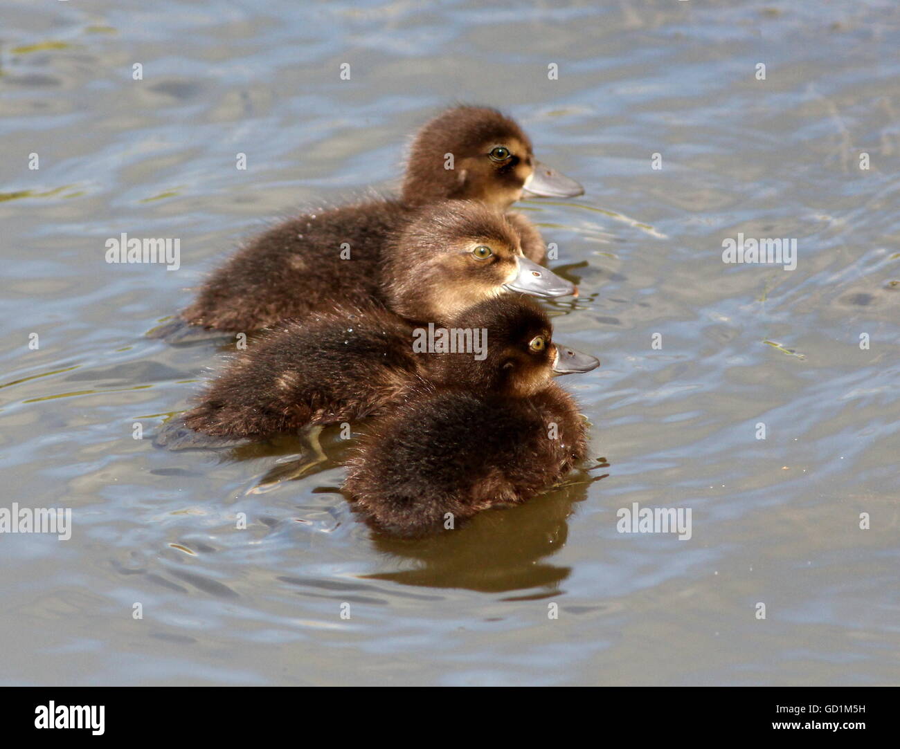 Baby ducks in the sun hi-res stock photography and images - Alamy