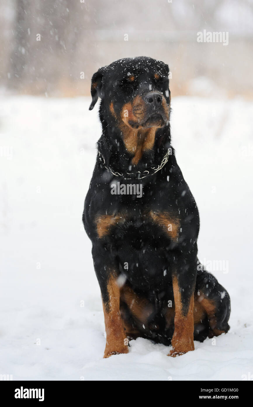Are Rottweilers Tolerant To Snow