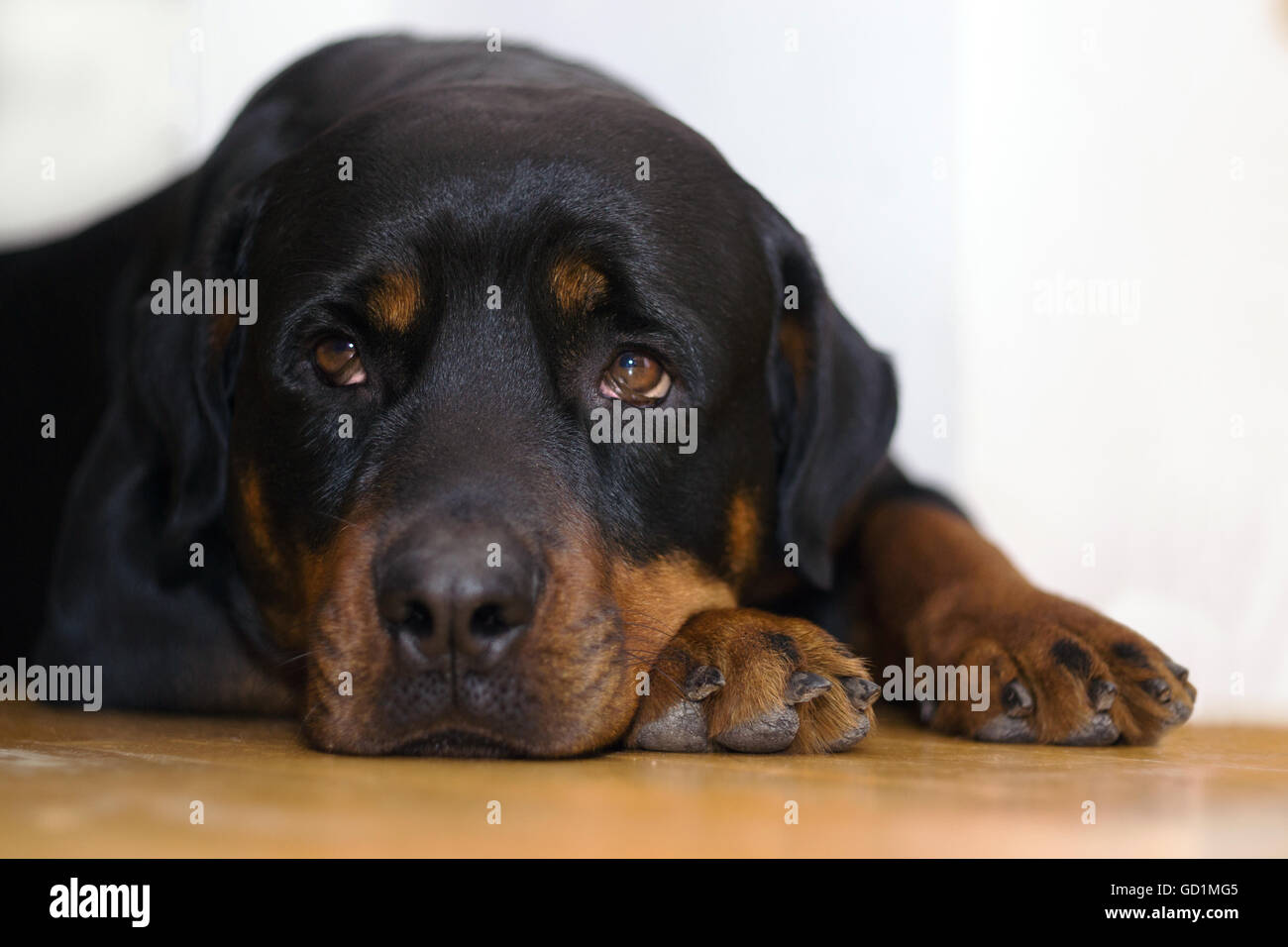 Rottweiler portrait. The dog is laying on the floor and looking into ...