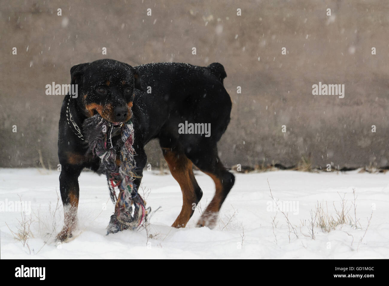 Rottweiler winter on a day outing with a toy Stock Photo - Alamy