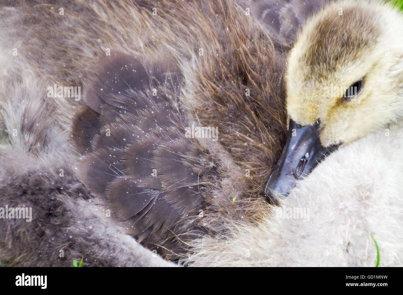 Close up of a Canada goose gosling drying up after a swim, with ...