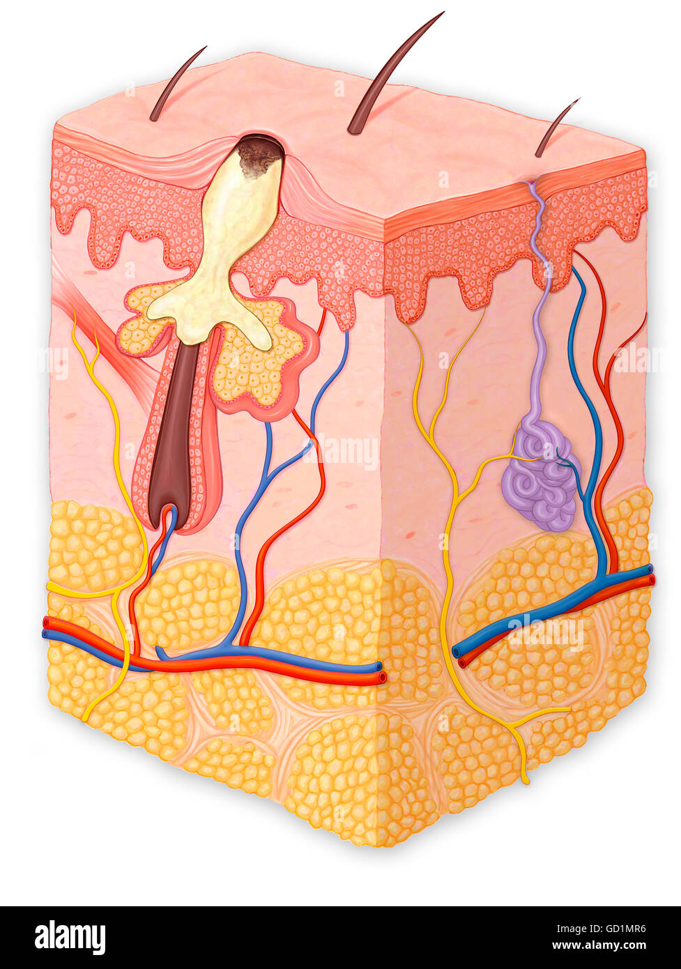 Skin Cross Section Sweat High Resolution Stock Photography and Images ...