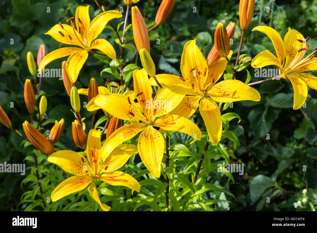 Alstroemeria Sweet Laura Stock Photo - Alamy