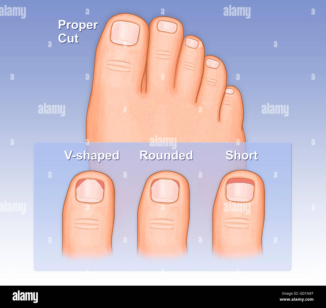 Toe foot anatomy High Resolution Stock Photography and Images - Alamy