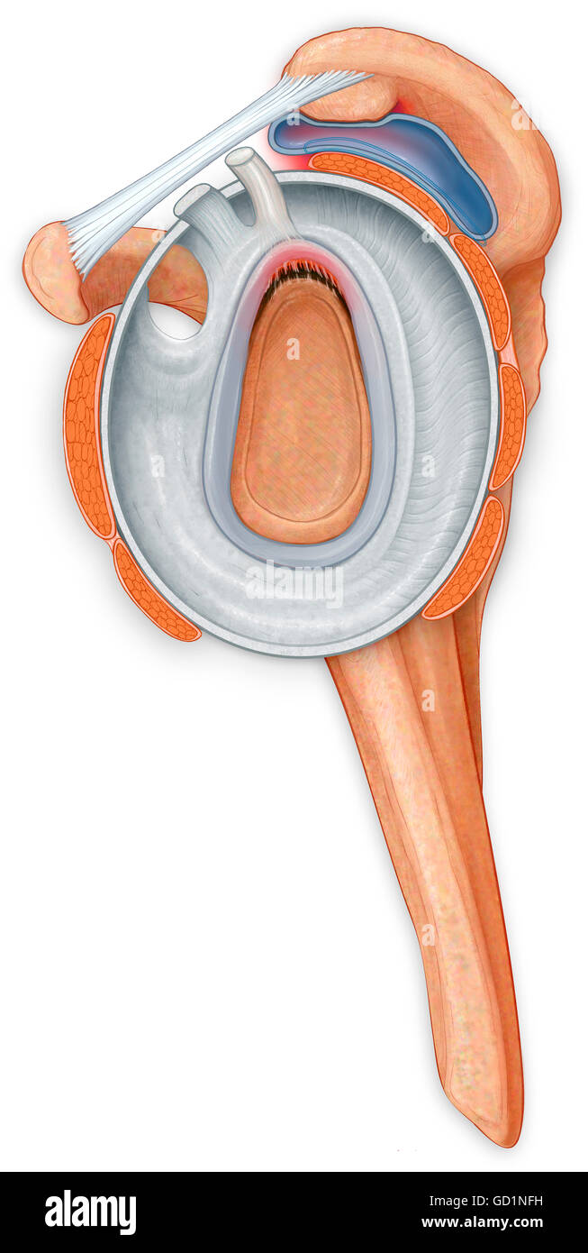 Shoulder anatomy labrum tear hi-res stock photography and images - Alamy