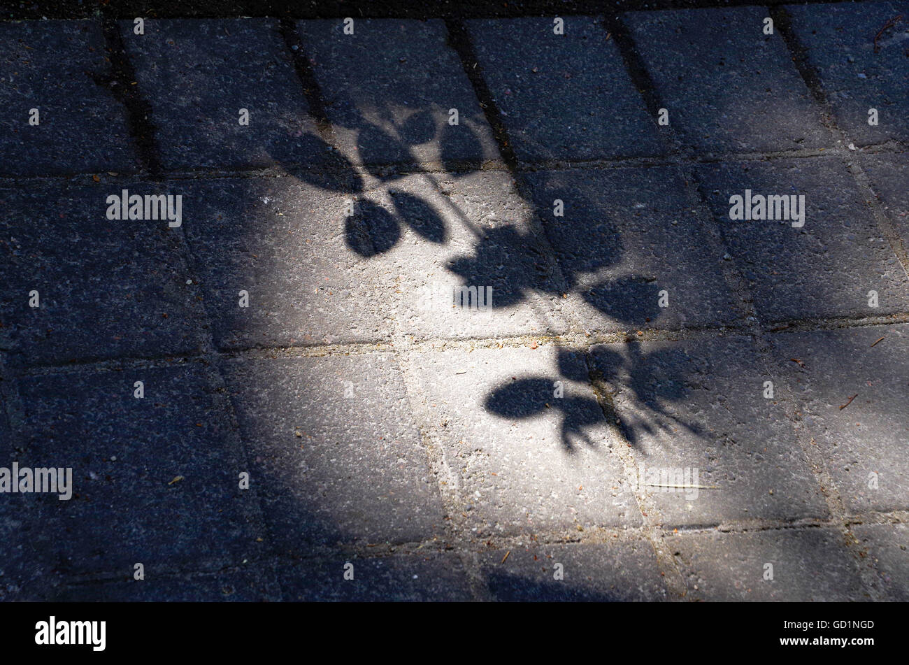 Shadow pavement hi-res stock photography and images - Alamy