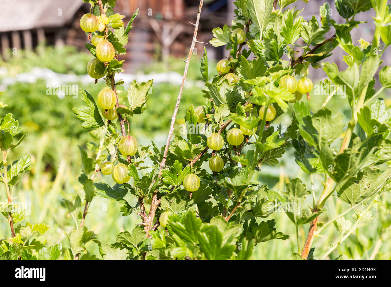 grows ripe gooseberries on a branch Stock Photo - Alamy