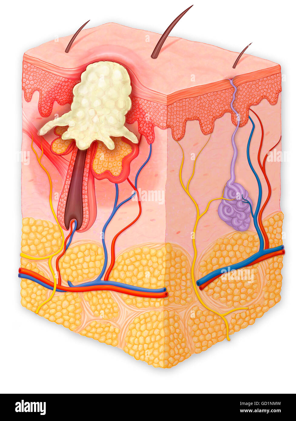 Cross section diagram of human body Cut Out Stock Images & Pictures - Alamy
