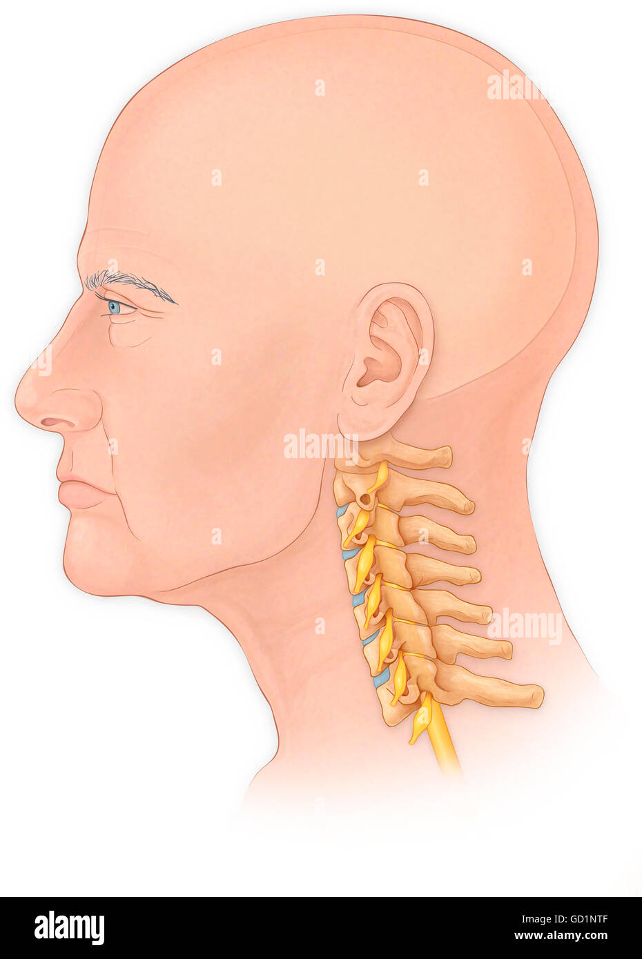 Vertebrae head diagram hi-res stock photography and images - Alamy