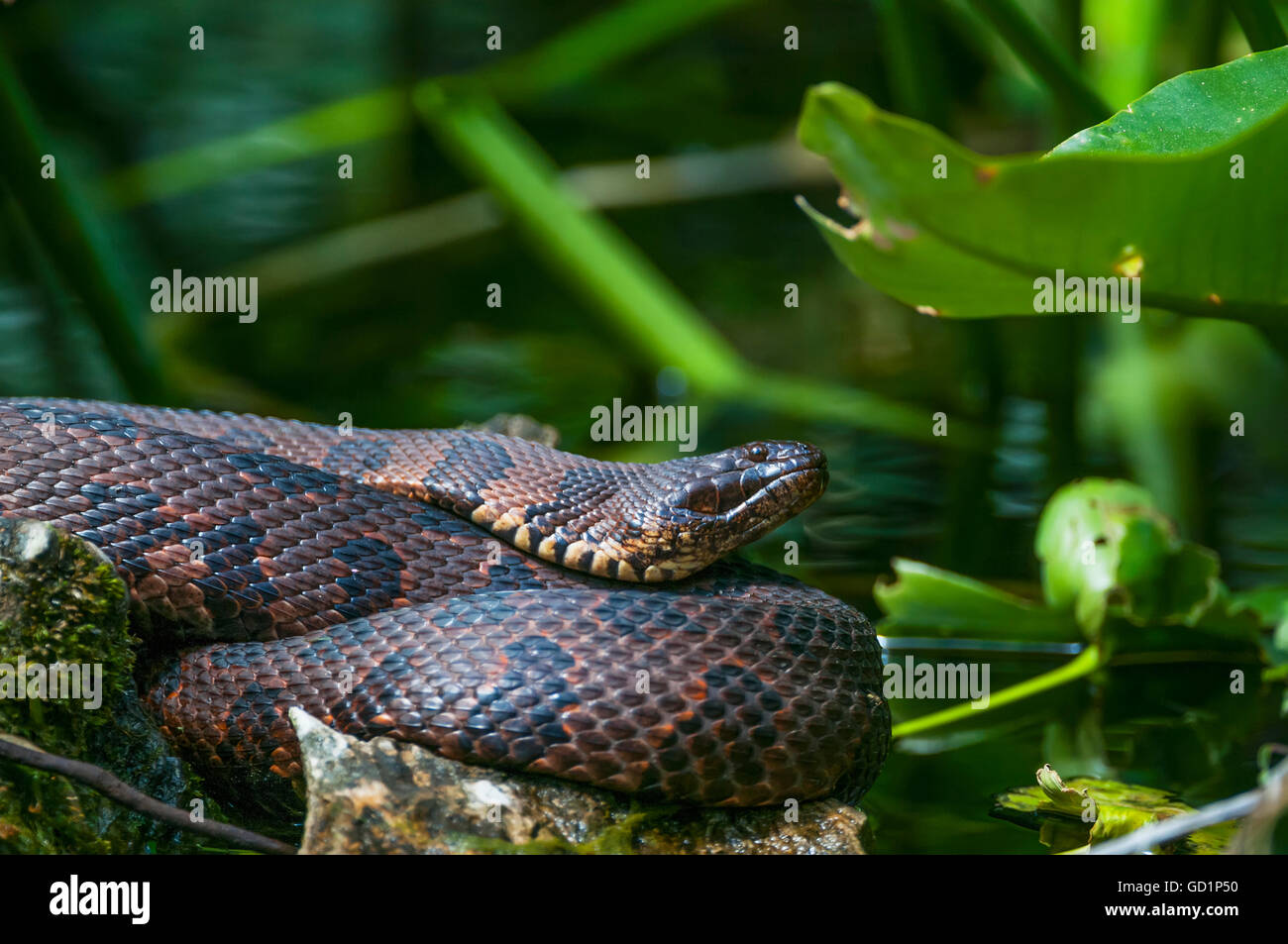 Silver springs hi-res stock photography and images - Alamy