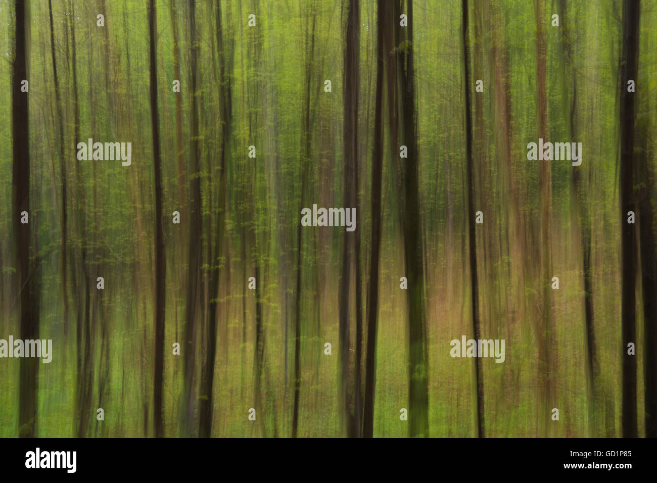 Tree abstract canada hi-res stock photography and images - Alamy