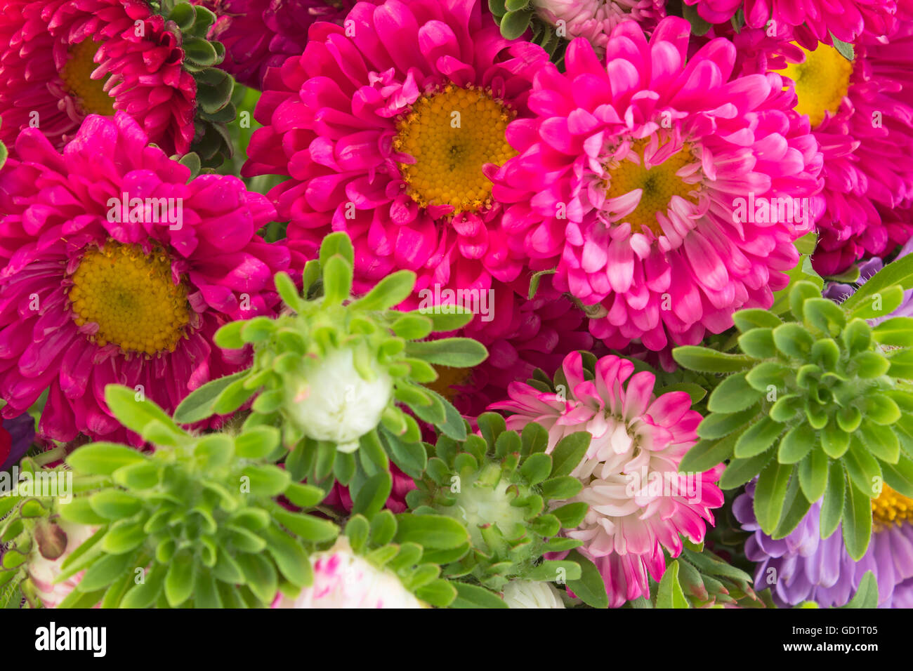 Bouquet of Fresh Aster Closeup Stock Photo - Alamy