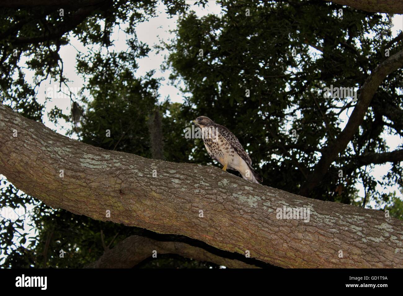 Hawk Tree Stock Photos & Hawk Tree Stock Images - Alamy