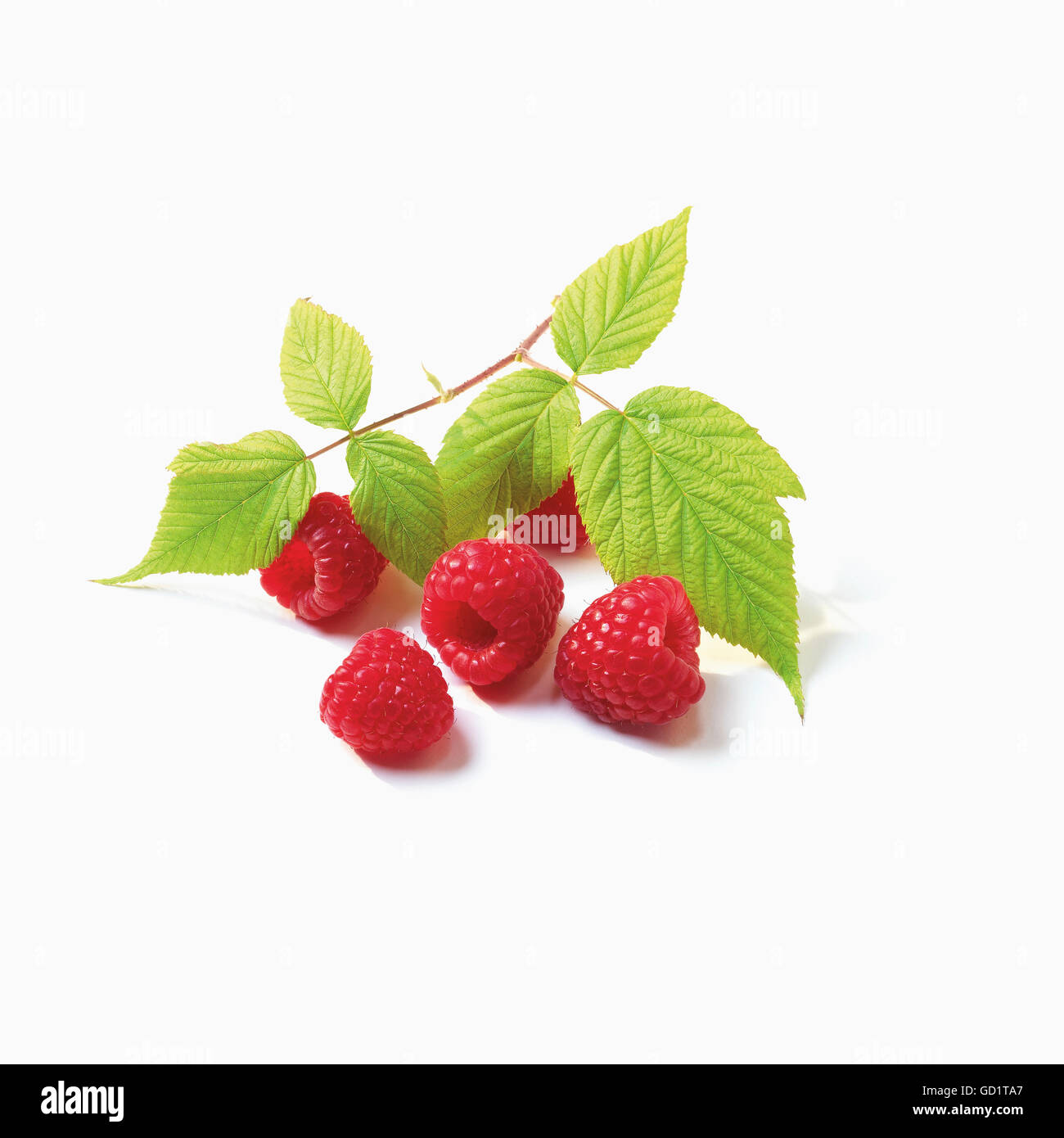 Raspberries and mint leaves on a white background; Toronto, Ontario ...