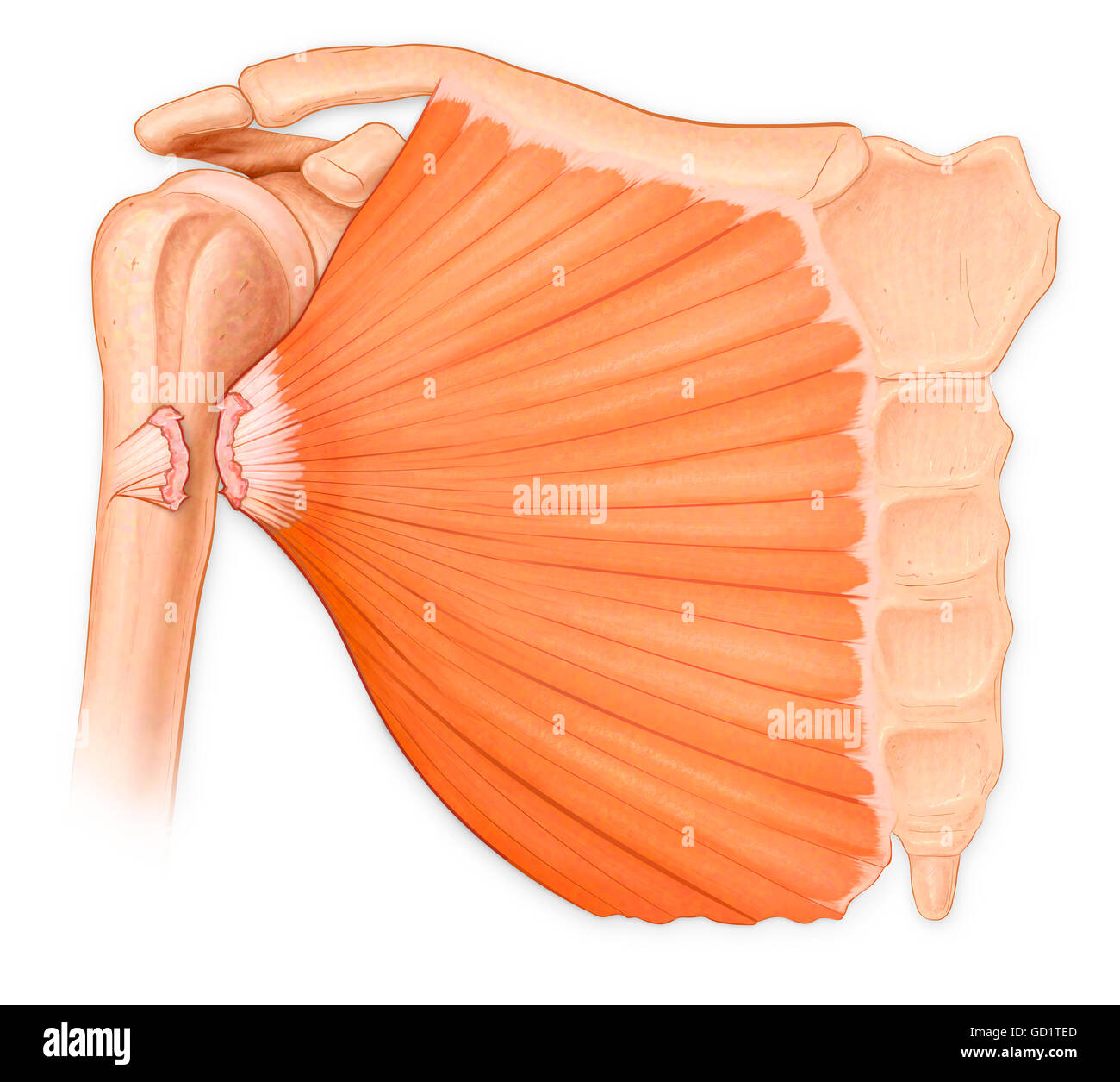 Pectoralis Major Origin And Insertion
