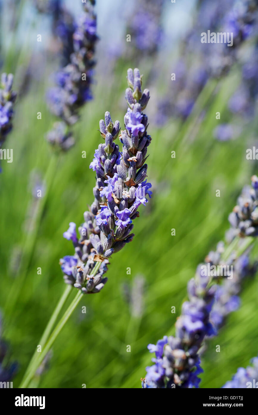 Lavender strands; Provence, France Stock Photo - Alamy