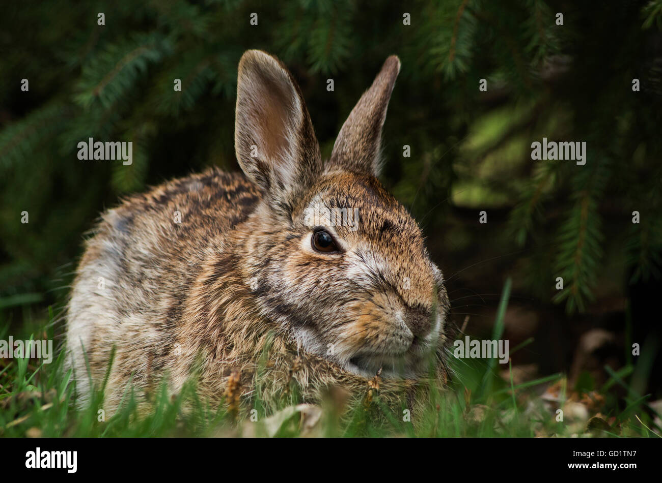 Cottontail rabbit (Sylvilagus floridanus); Les Cedres, Quebec, Canada ...