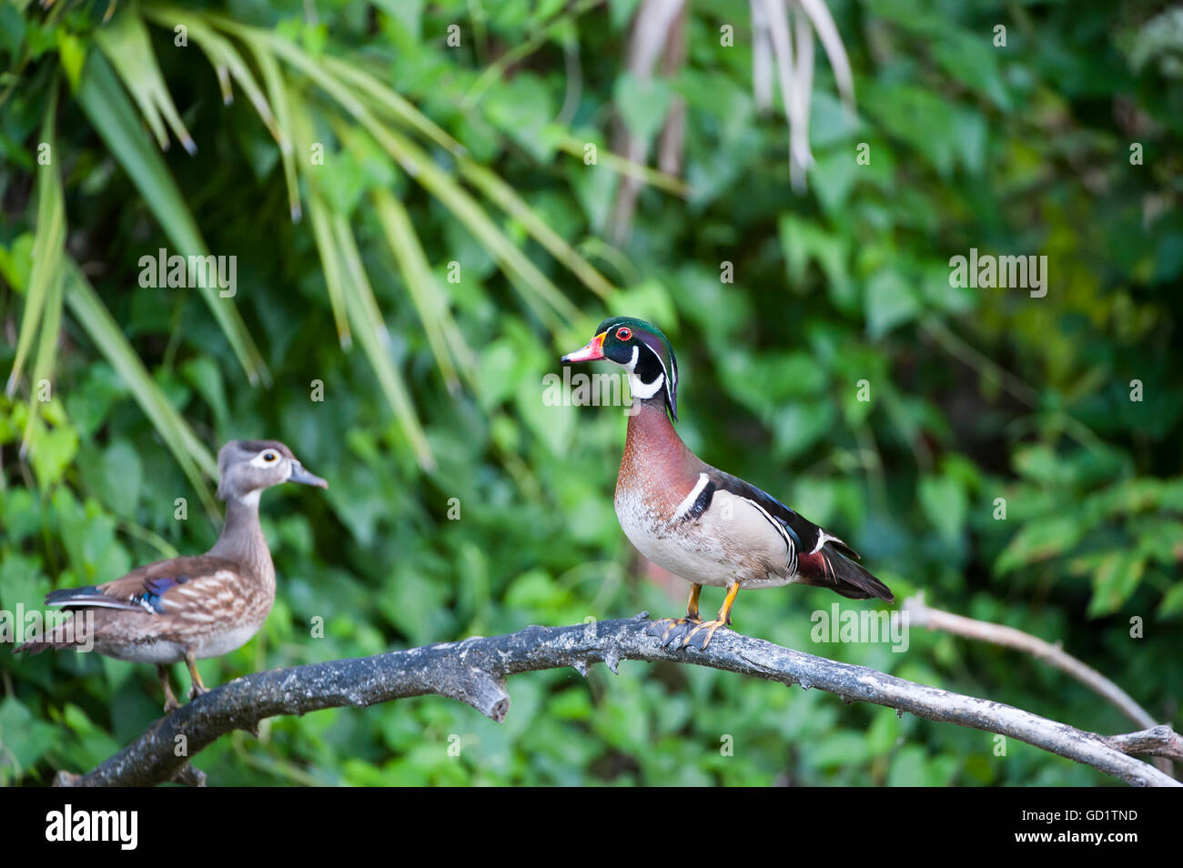 Wood duck (Aix sponsa Stock Photo - Alamy