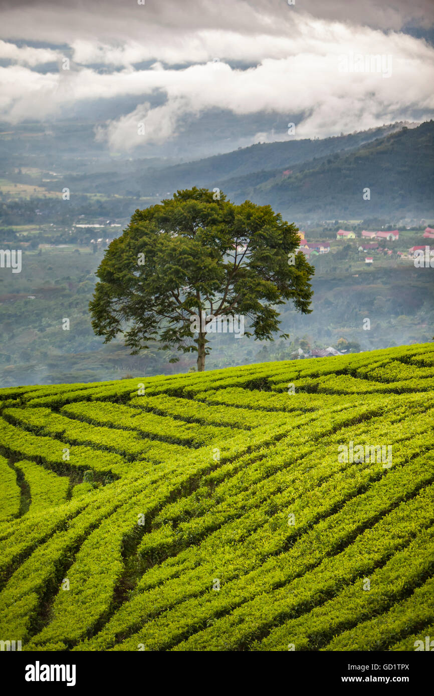 Indonesia tree hi-res stock photography and images - Alamy