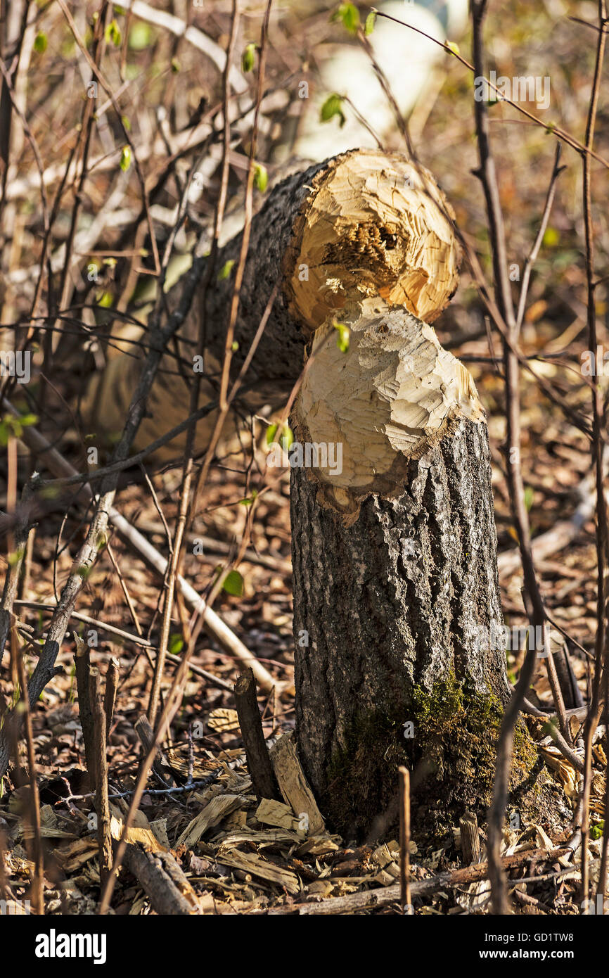 This Tree Stump, Photographed Beside A Trail Along The North ...
