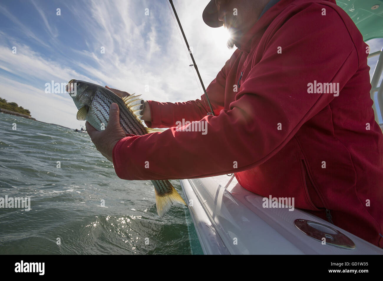 A man holds fish off the edge of a boat on the Atlantic coast; Cape Cod ...