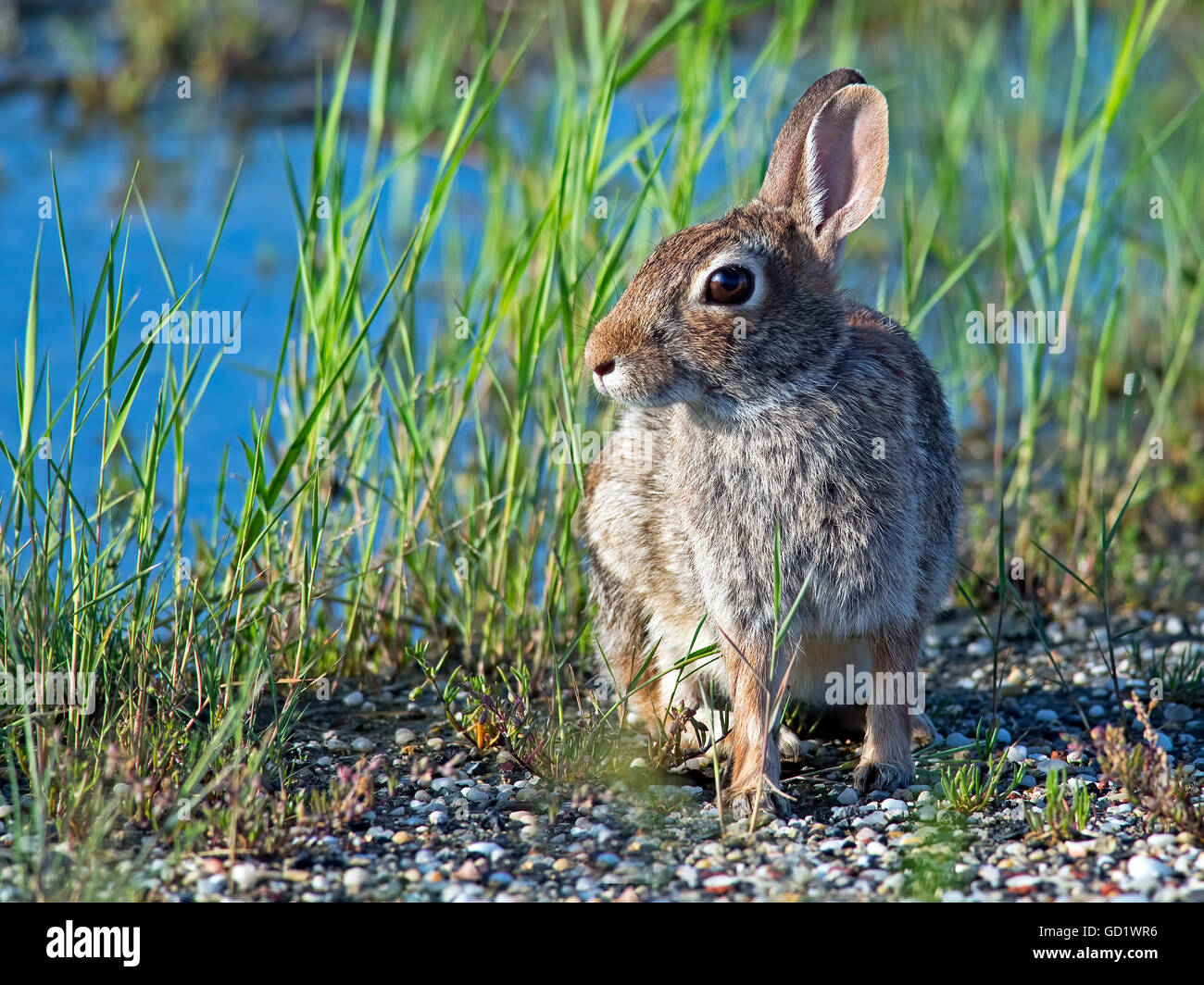Cottontail rabbit hi-res stock photography and images - Alamy