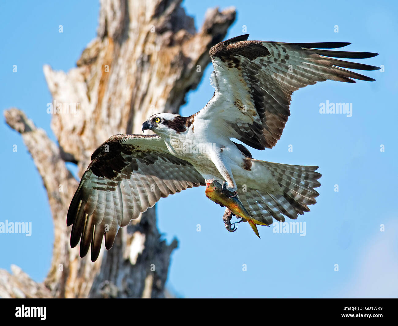 Osprey in Flight Carrying Fish to Nest Stock Photo - Alamy