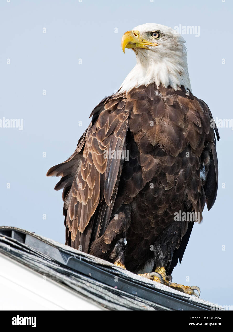 Predator prey bald eagle hi-res stock photography and images - Alamy