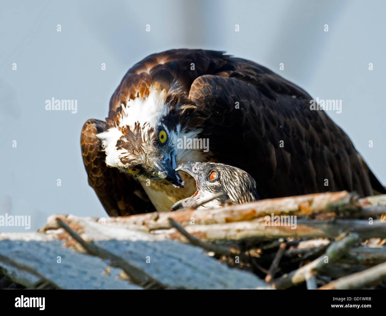 Osprey Mother Feeding Chick Stock Photo - Alamy
