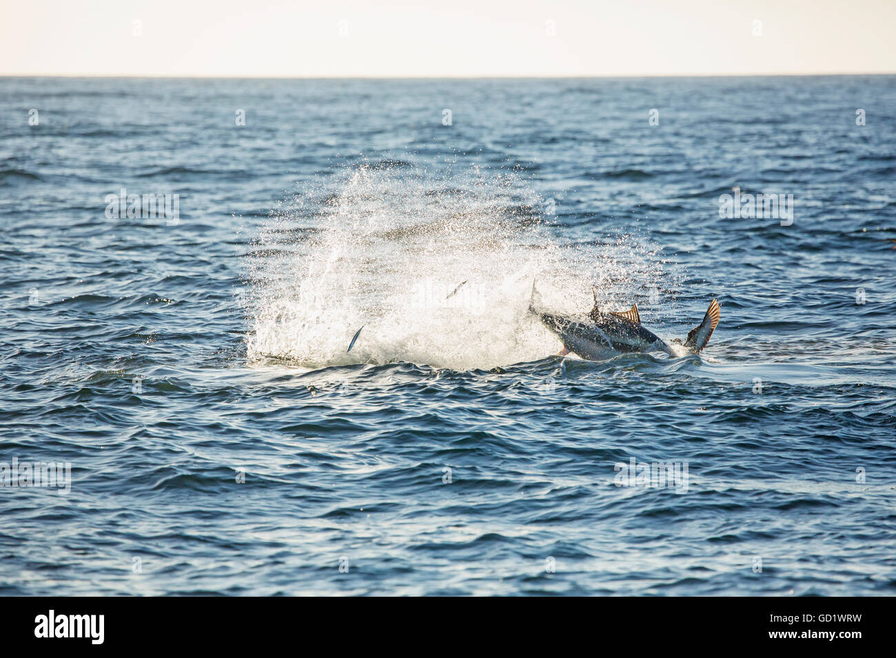 Large and small fish jumping in the Atlantic Ocean; Cape Cod ...