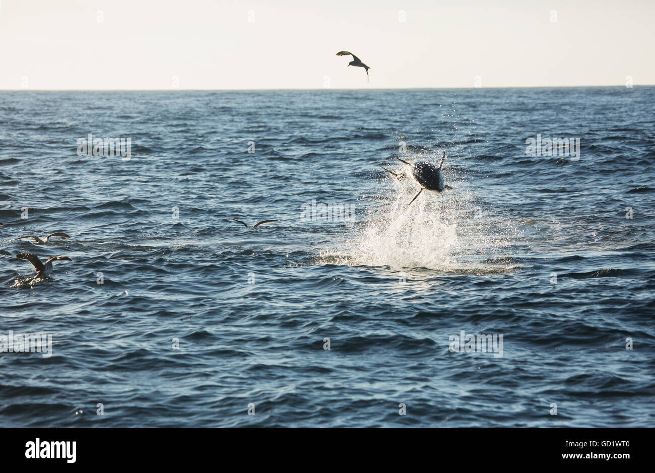 Bluefin tuna fish front hi-res stock photography and images - Alamy