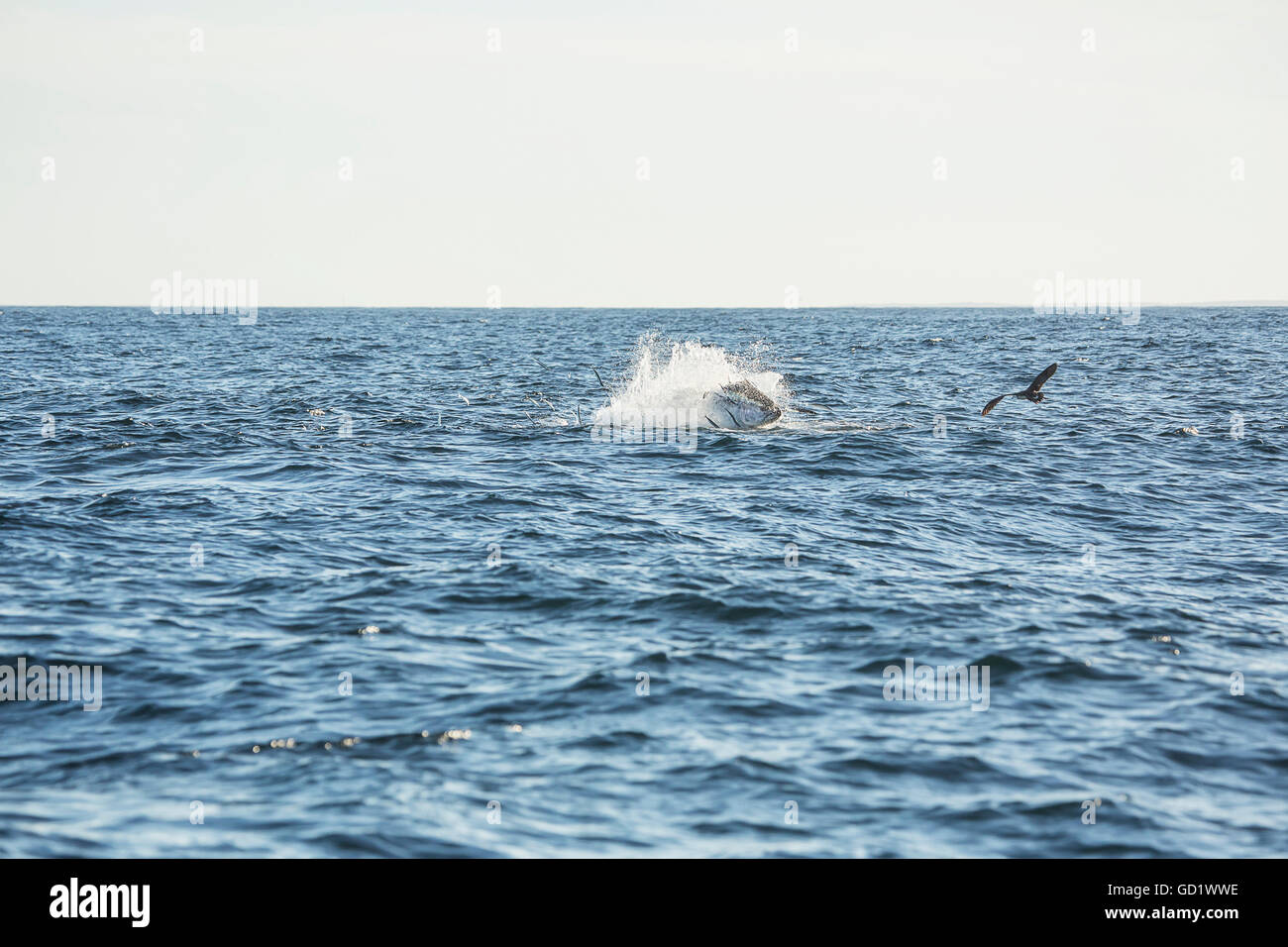 A fish jumping out of the water with birds flying over the surface of ...
