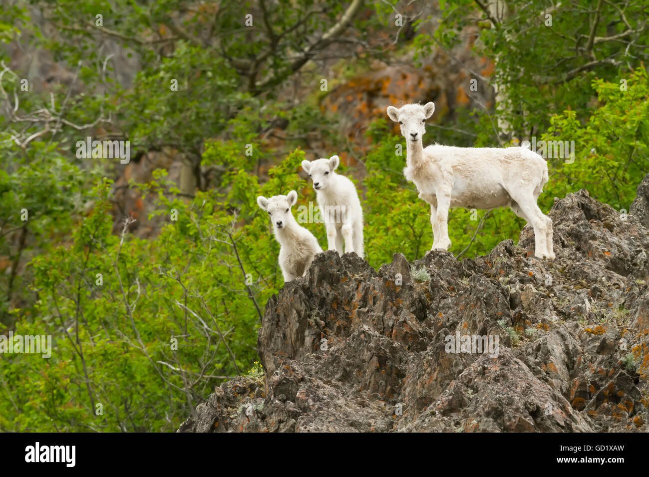 Dall Sheep at Windy Point above the Seward Highway in the Chugach ...