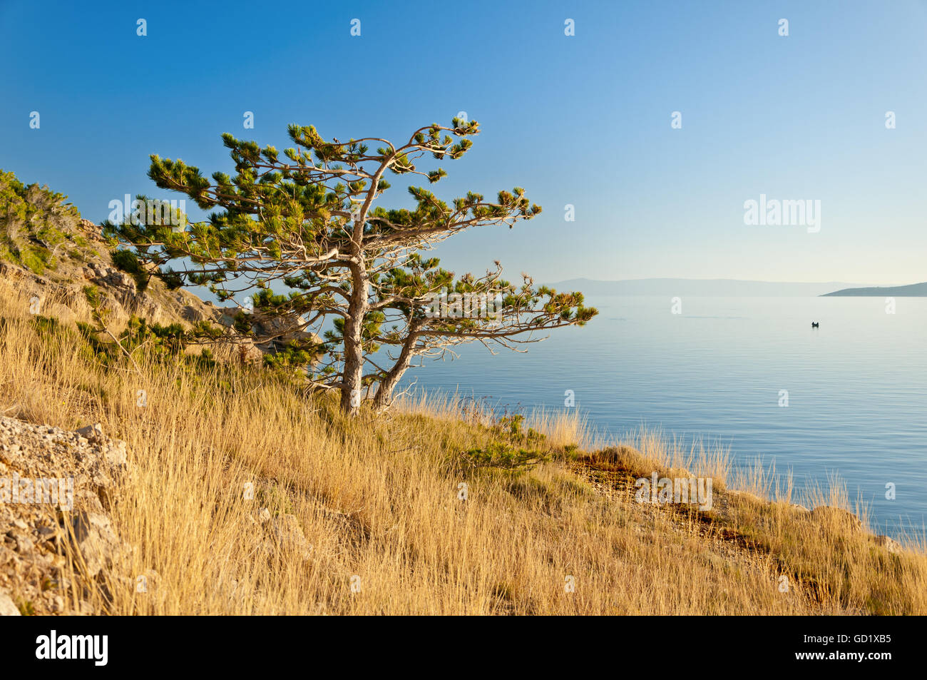 colorful pine tree on hilly dalmatian coast in sunset, near brela ...